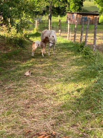 Milanuncios - Vendo poni palomina
