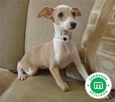 Galgo afgano Galgos en adopción. Compra venta y regalo de cachorros y ...