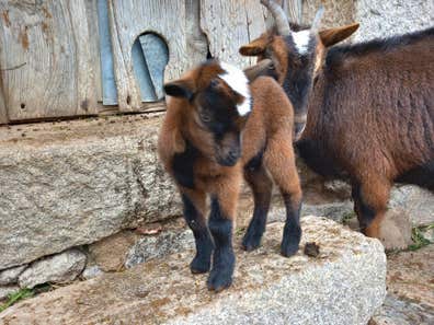 Cabras. Compra venta de cabras al mejor precio y adopción | Milanuncios