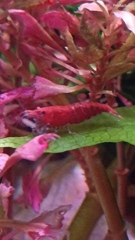 Milanuncios - Gambas neocaridinas