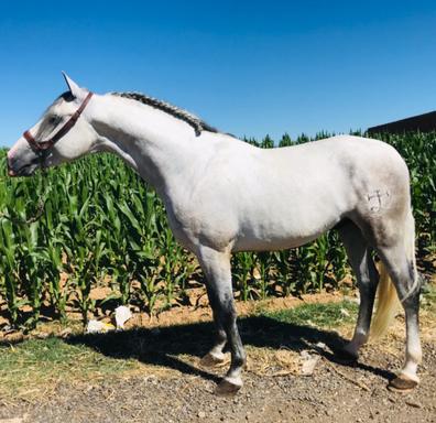 MILANUNCIOS | Pre Caballosen venta . Comprar y vender caballos a buen ...