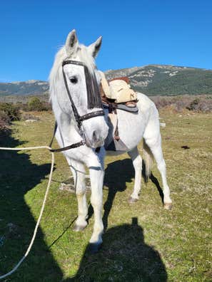 Caballos cruzados domados vaquera Caballosen venta . Comprar y vender ...