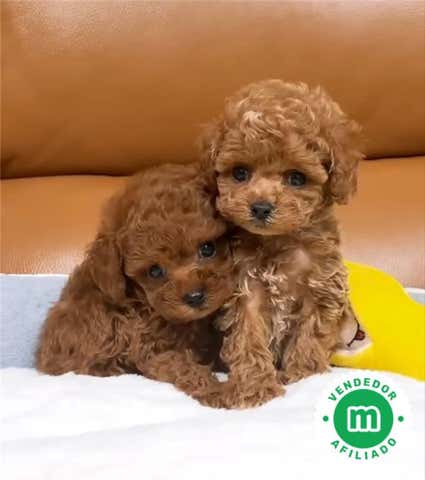 Milanuncios - CANICHE