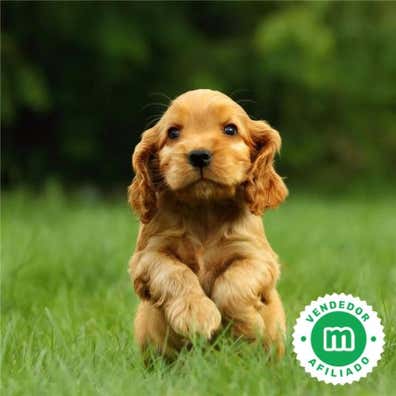 Cocker spaniel 5 meses en venta | Milanuncios