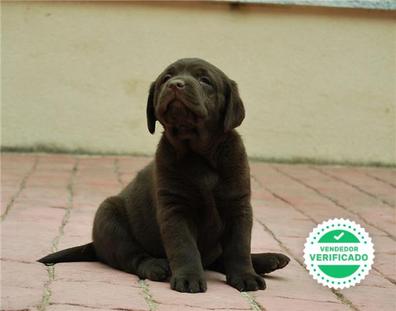 MILANUNCIOS | Perros en adopción, compra venta de accesorios y ...