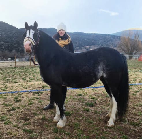 Milanuncios - 🐴 Duquesa - Welsh Mountain Pony