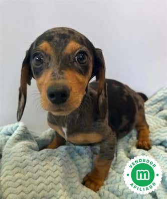 Teckel en venta | Milanuncios