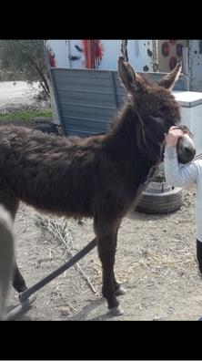 Burros enanos Burros. Compra venta de yeguas al mejor precio y adopción ...