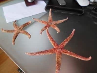 Milanuncios - Estrellas de Mar variadas
