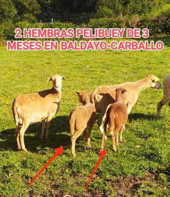Ovejas pelibuey Mascotas en adopción y accesorios de mascota de segunda ...