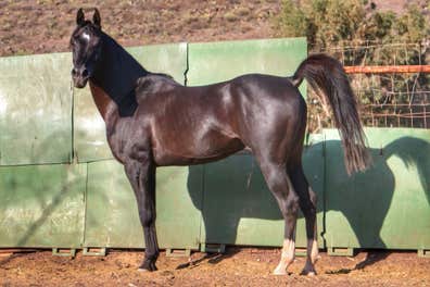 Caballos arabes en venta | Milanuncios