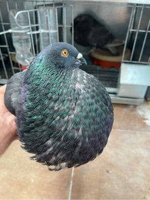 Palomos gaditanos Mascotas en adopción y accesorios de mascota de ...