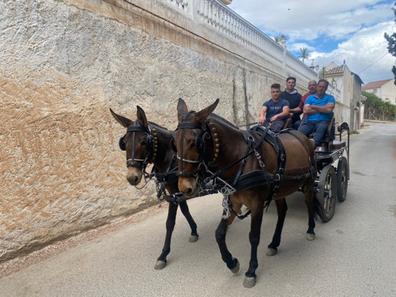 Mulas. Compra venta de mulas al mejor precio y adopción | Milanuncios