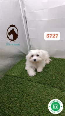 Bichón maltés en venta en Castellón Provincia | Milanuncios