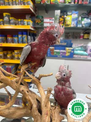Milanuncios - Cacatua Galah