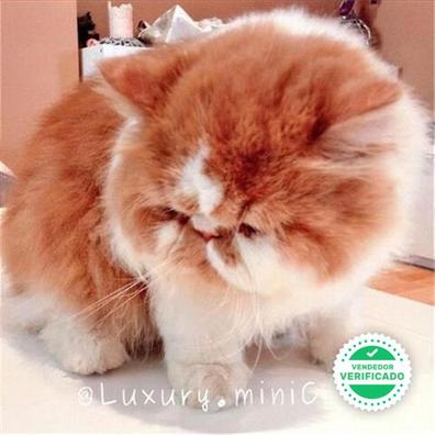 MILANUNCIOS | Persa exotico Gatos y gatitos en adopción y compra venta ...