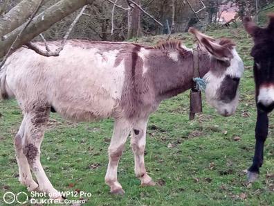 Sementales Burros. Compra venta de yeguas al mejor precio y adopción ...