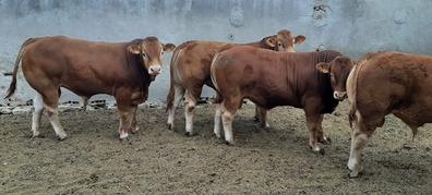 Limusines en venta | Milanuncios