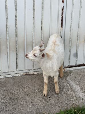 Milanuncios - se vende cabrito enano