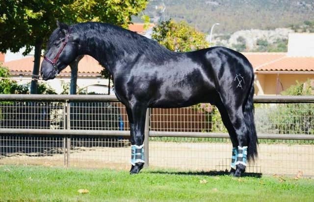 Milanuncios - Se vende frisón cruzado con español
