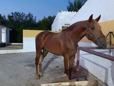 Potros. Compra venta de potros al mejor precio y adopción | Milanuncios