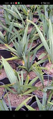 Plantas de segunda mano en Saladillo Benamara | Milanuncios