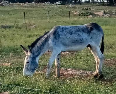 Yegua Burros. Compra venta de yeguas al mejor precio y adopción ...