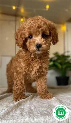 Milanuncios - Cavapoo