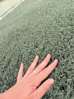 Césped artificial de segunda mano en Laguna de Zoñar | Milanuncios