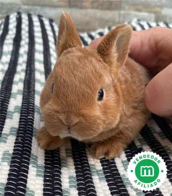 Conejo gigante en venta | Milanuncios