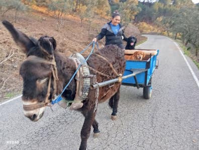 Milanuncios - burro
