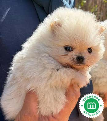 Segunda mano en Madrid Provincia | Milanuncios