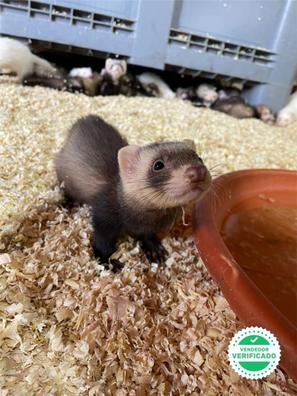 MILANUNCIOS | Huronesen adopción y compra venta al mejor precio. Realar ...