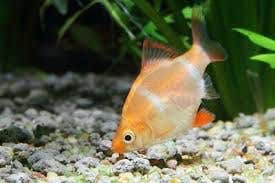 Milanuncios - ZGZ- barbo sumatrano albino - envio