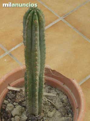 Cactus san pedro de segunda mano | Milanuncios
