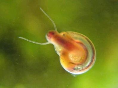 Caracol acuario Mascotas en adopción y accesorios de mascota de segunda ...