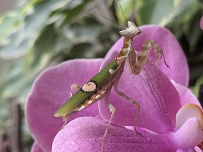 Milanuncios - MANTIS FLOR