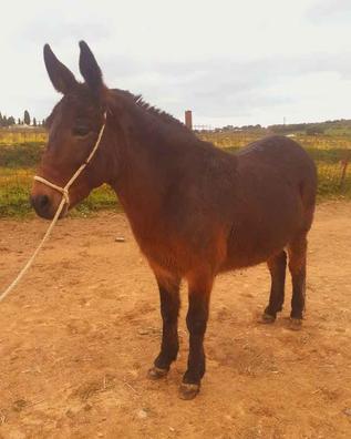 Mulas. Compra venta de mulas al mejor precio y adopción | Milanuncios