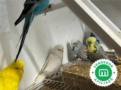 Periquitos azules en venta | Milanuncios