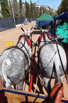Mulas en venta | Milanuncios