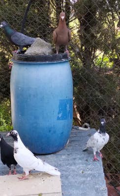 Patos en venta | Milanuncios