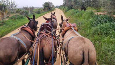 Mulas en venta | Milanuncios