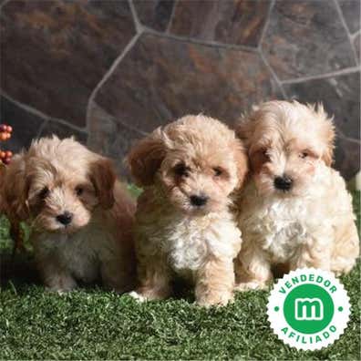 Milanuncios - Maltipoo