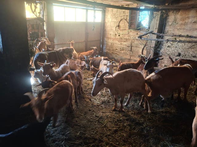 Milanuncios - Rebaño cabras de cruce