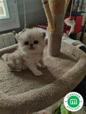 Gatos persa en venta | Milanuncios