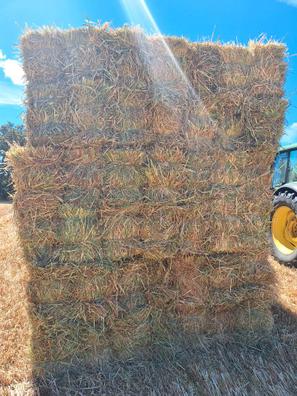 Milanuncios - HENO Y AVENA 2025!!! CÁCERES 677802615