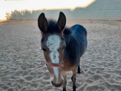 Mulas. Compra venta de mulas al mejor precio y adopción en Burriana ...