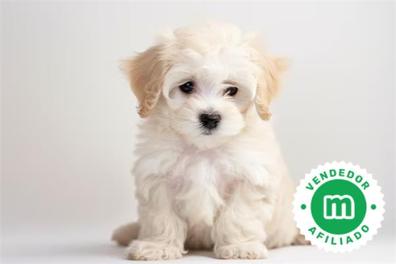 Toy Perros en adopción, compra venta de accesorios y servicios para ...