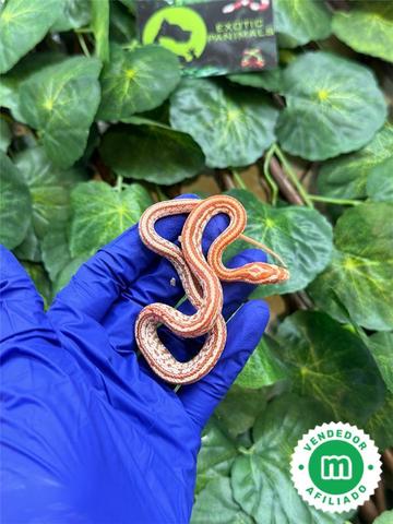 Milanuncios - Serpientes del Maiz Babys