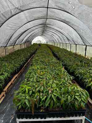 Milanuncios - Planta de Mango Gomera-3